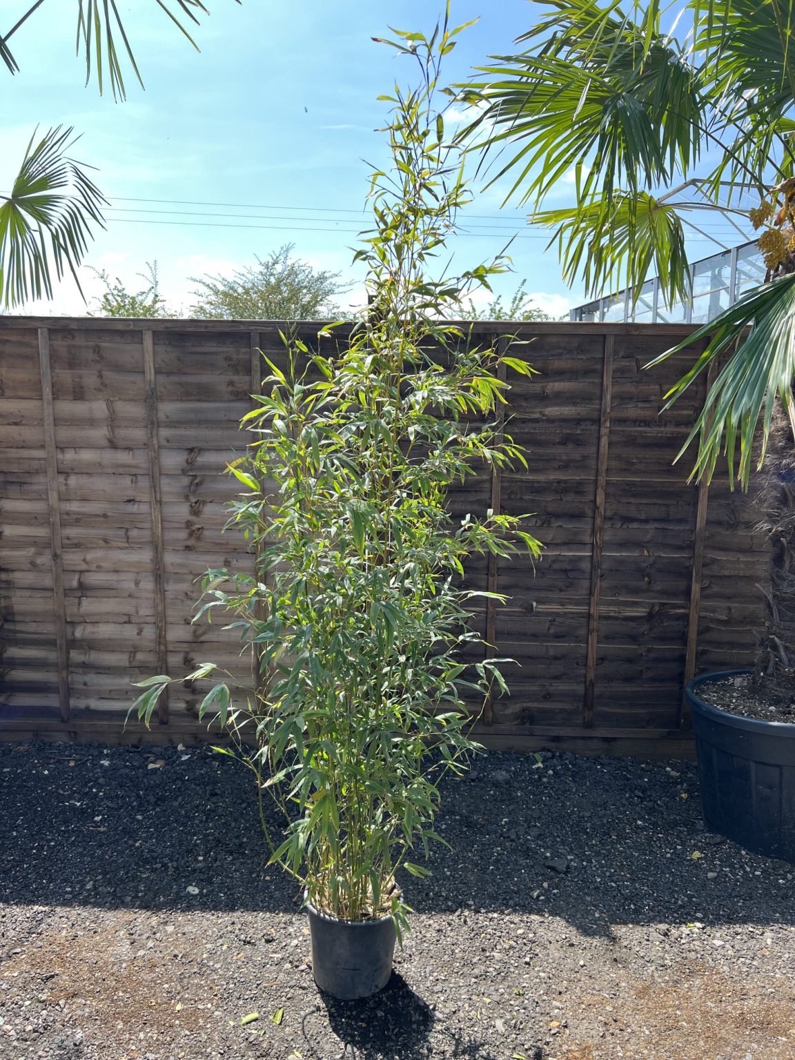 Bamboo Plants | Paradise Price Promise | Evergreen Eden