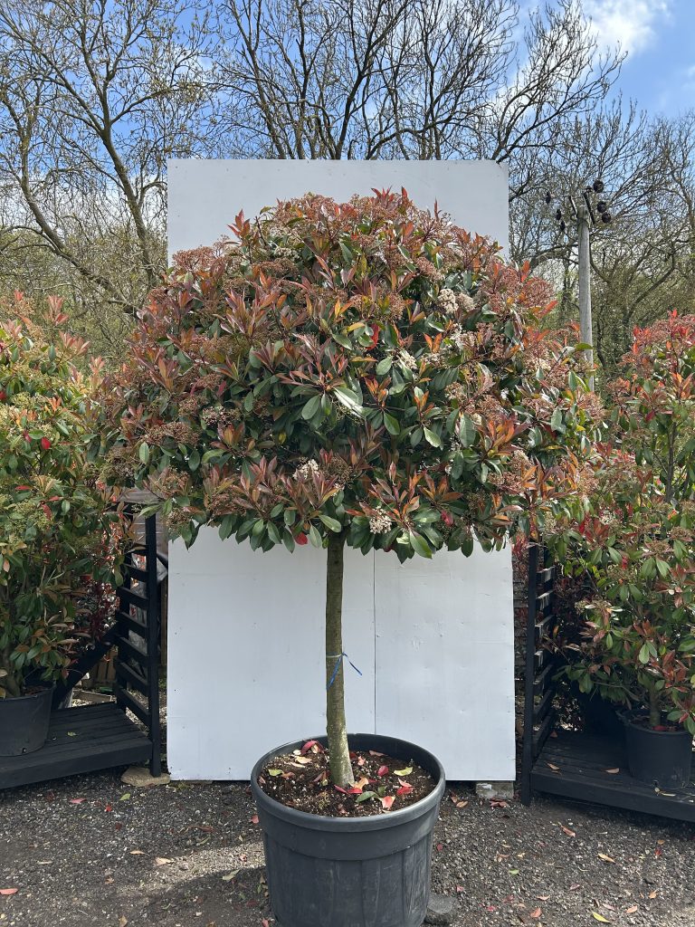Red Robin Plants | Best Value Guarantee | Evergreen Eden