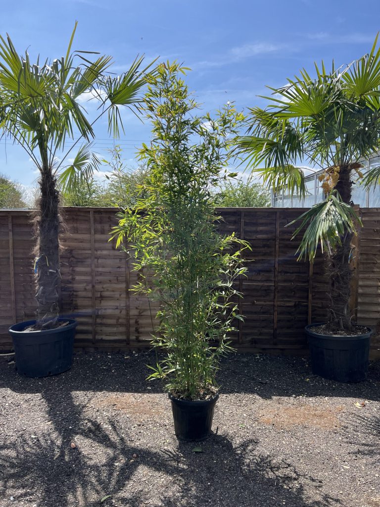 Shop - Large, advanced plants ready for your garden. Browse All Hedging ...