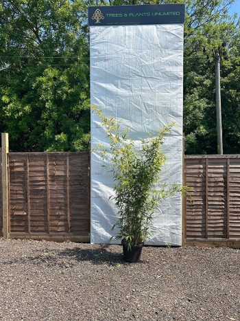 Shop - Large, advanced plants ready for your garden. Browse All Hedging ...