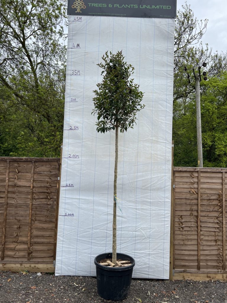 Japanese Privet Trees | Paradise Pricing | Evergreen Eden