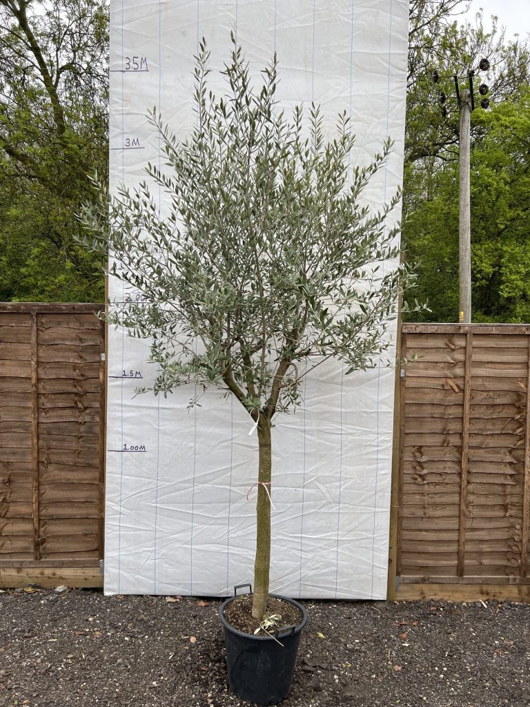 Olive Trees | Prices From Paradise | Evergreen Eden