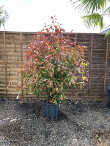 Red Robin Plants | Best Value Guarantee | Evergreen Eden