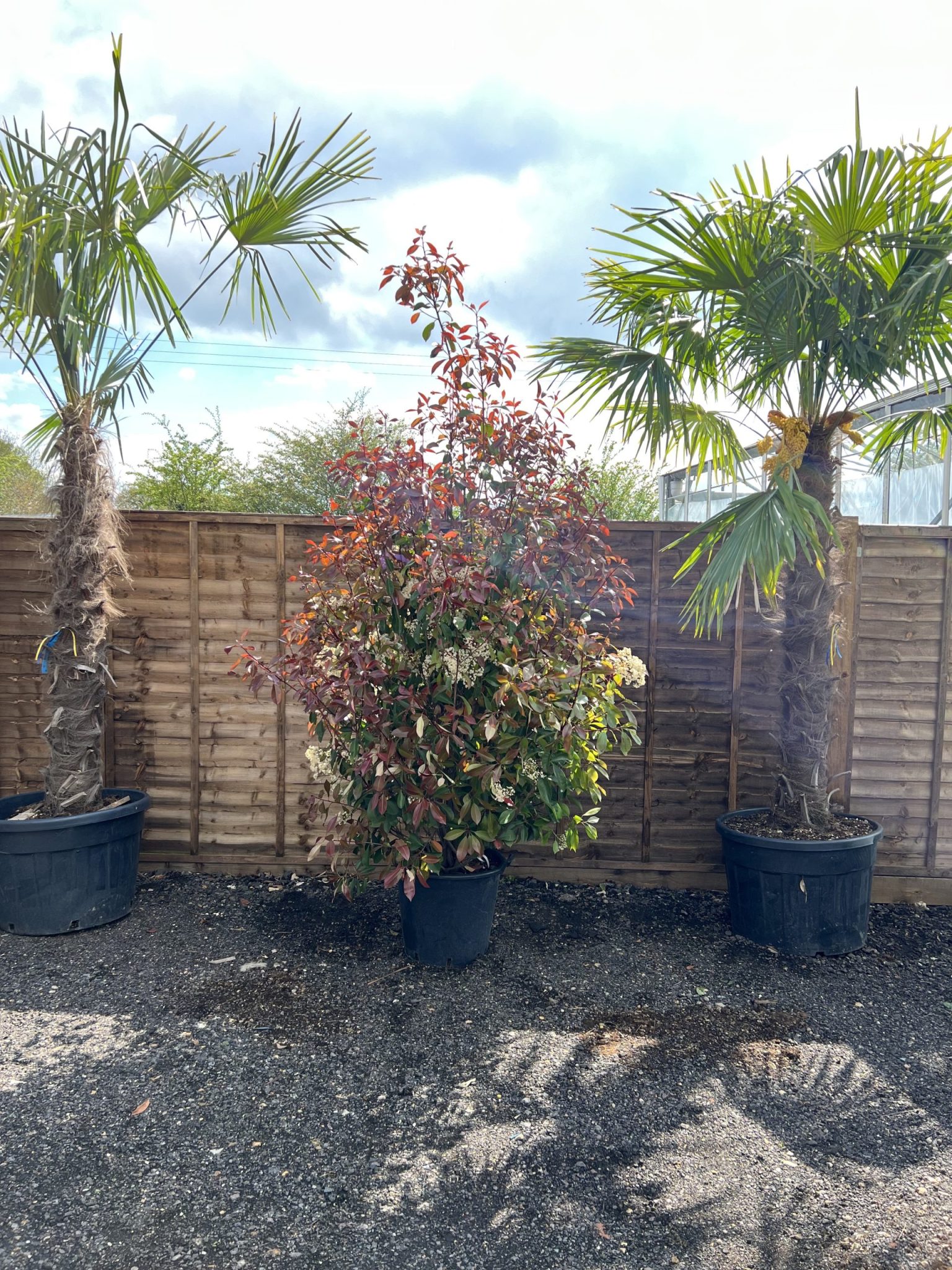 Red Robin Plants | Best Value Guarantee | Evergreen Eden