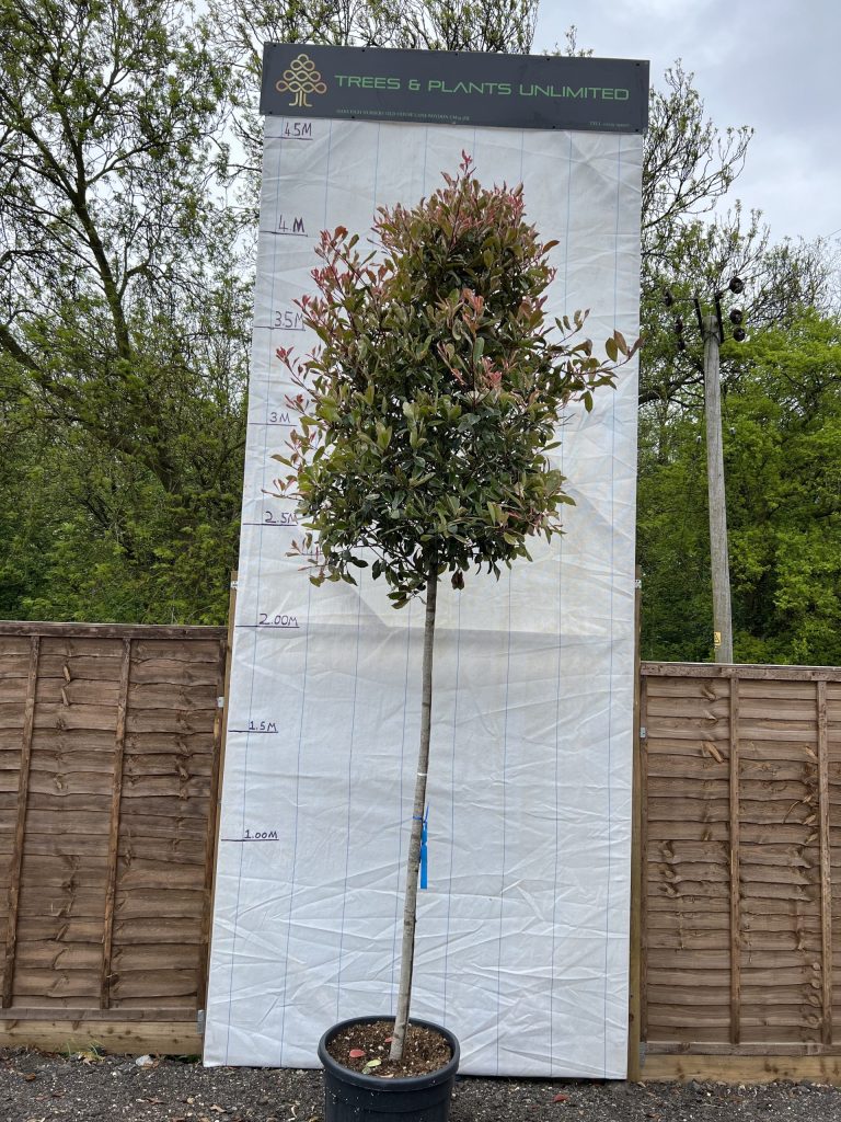 Photinia x Fraseri 'Pink Marble' | Standard | 300-350 cm Girth 12-14 cm ...