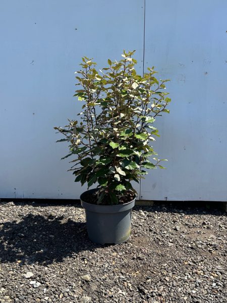 Elaeagnus Ebbingei 'Compacta'